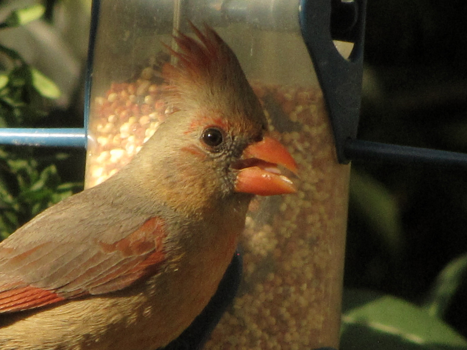 Baby Cardinals | Desert Colors