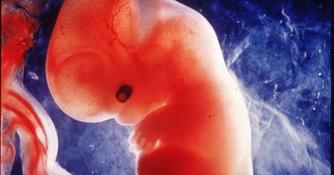 Dicas de Enfermagem: Desenvolvimento do feto