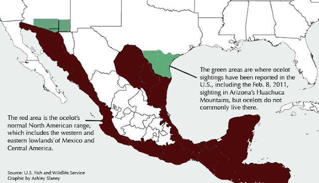 Abe's Animals: Ocelot range in North America