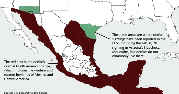 Abe's Animals: Ocelot range in North America
