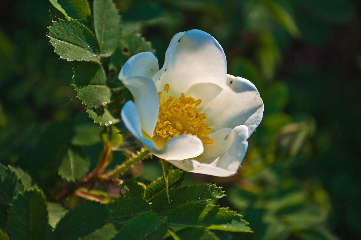 Tiitsailua: Valkoiset ruusut