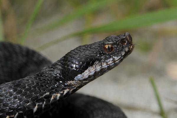 "VIGIAR" Vigilância em Saúde : Vigilância Ambiental: Vipera Aspis