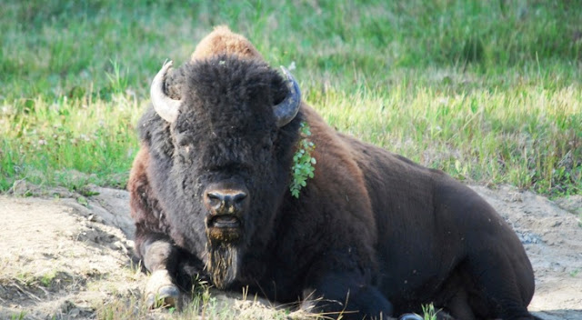 White Wolf : Wood Bison In Alaska: America's Largest Living Land Mammal ...