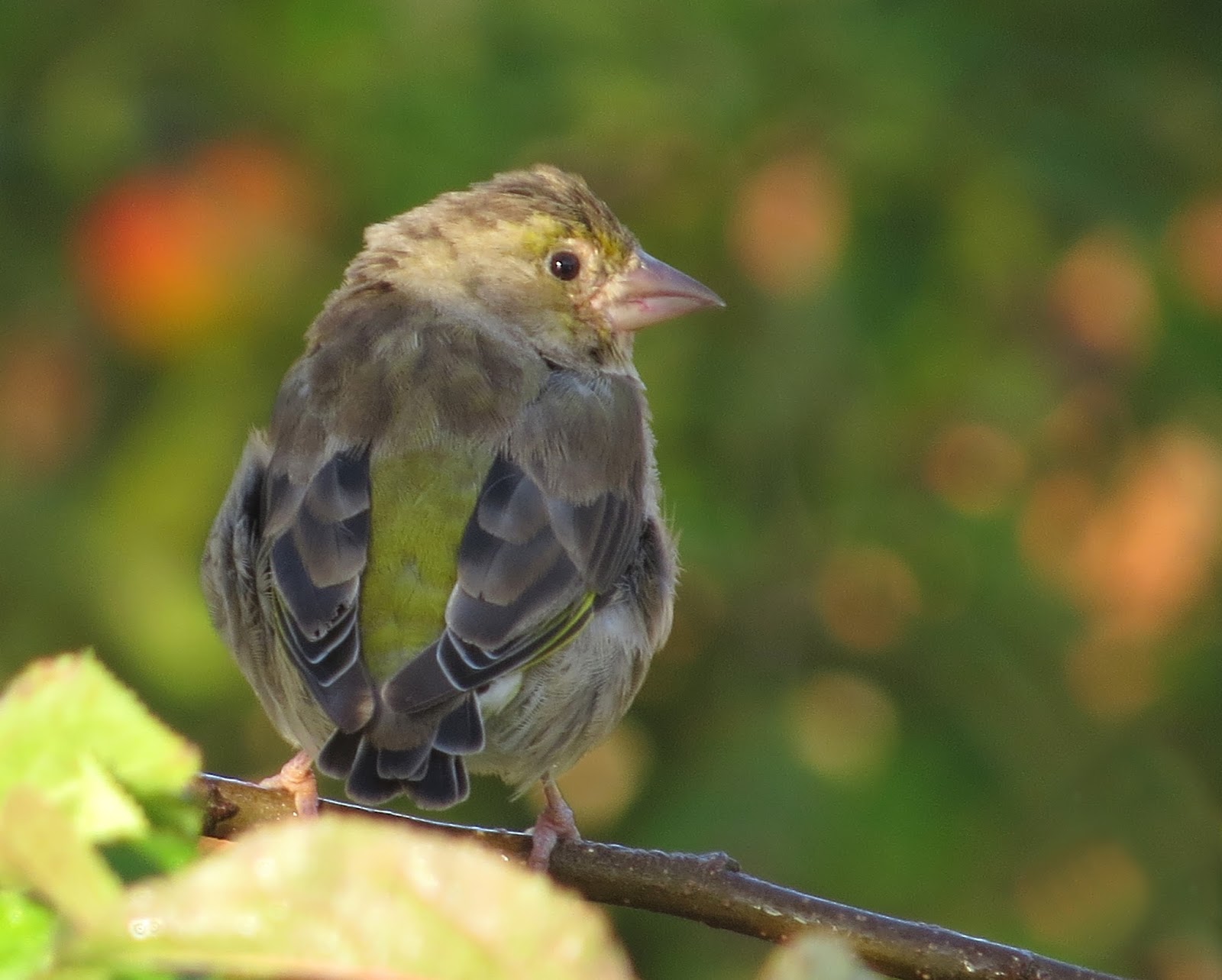 Northamptonshire Birding: Local bird images