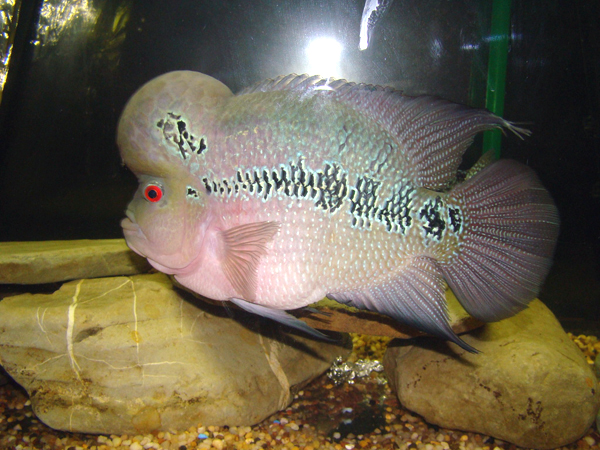 Flowerhorn The Hybrid Cichlids: Super BiG Kok Flowerhorn Male and Female