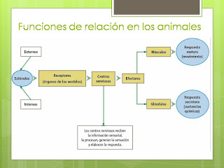 biología y geología 1ºbto: Tema 14-15-16 LAS FUNCIONES VITALES EN LOS ...