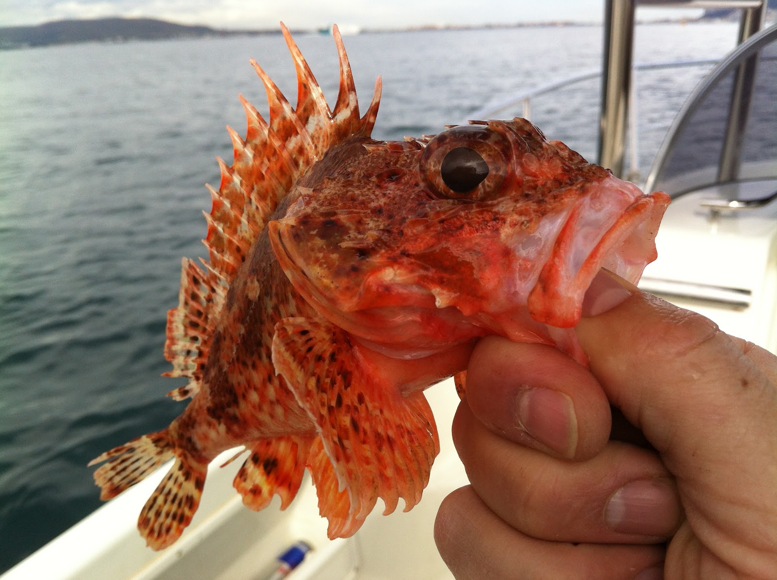 PESCA CON SEÑUELOS EN EL ESTRECHO DE GIBRALTAR: Ya estamos de vuelta