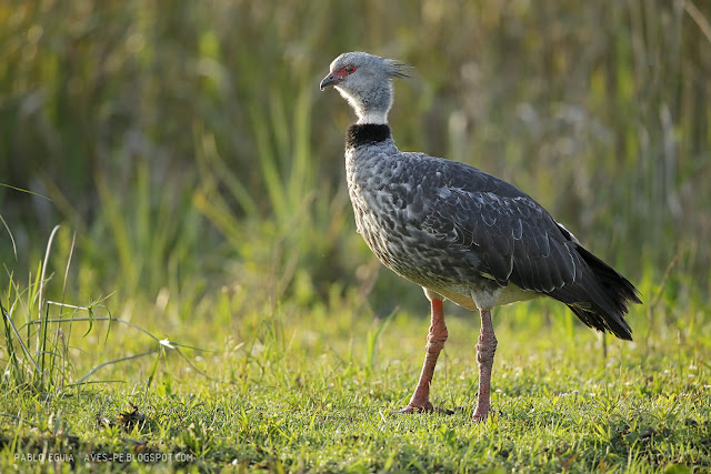 mis fotos de aves: Chauna torquata Chajá Southern Screamer