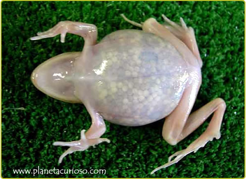 Mutaciones y sus desventajas: Tipos de mutacion segùn sus consecuencias