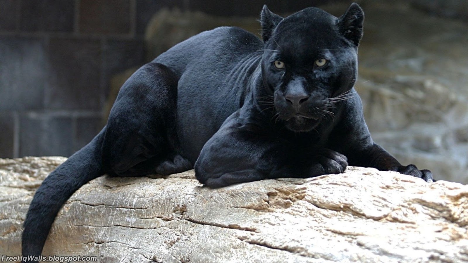 Black Leopard HD Wallpaper | Free HD Wallpapers