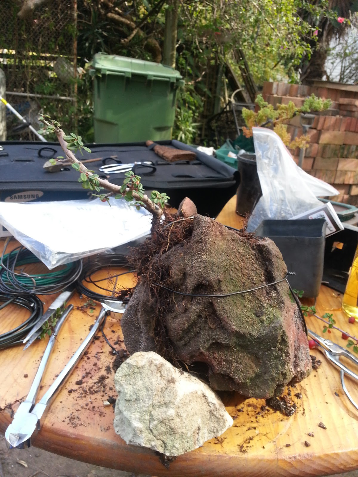 Urban botany - Bonsai: First times - The Cotoneaster, root over rock ...