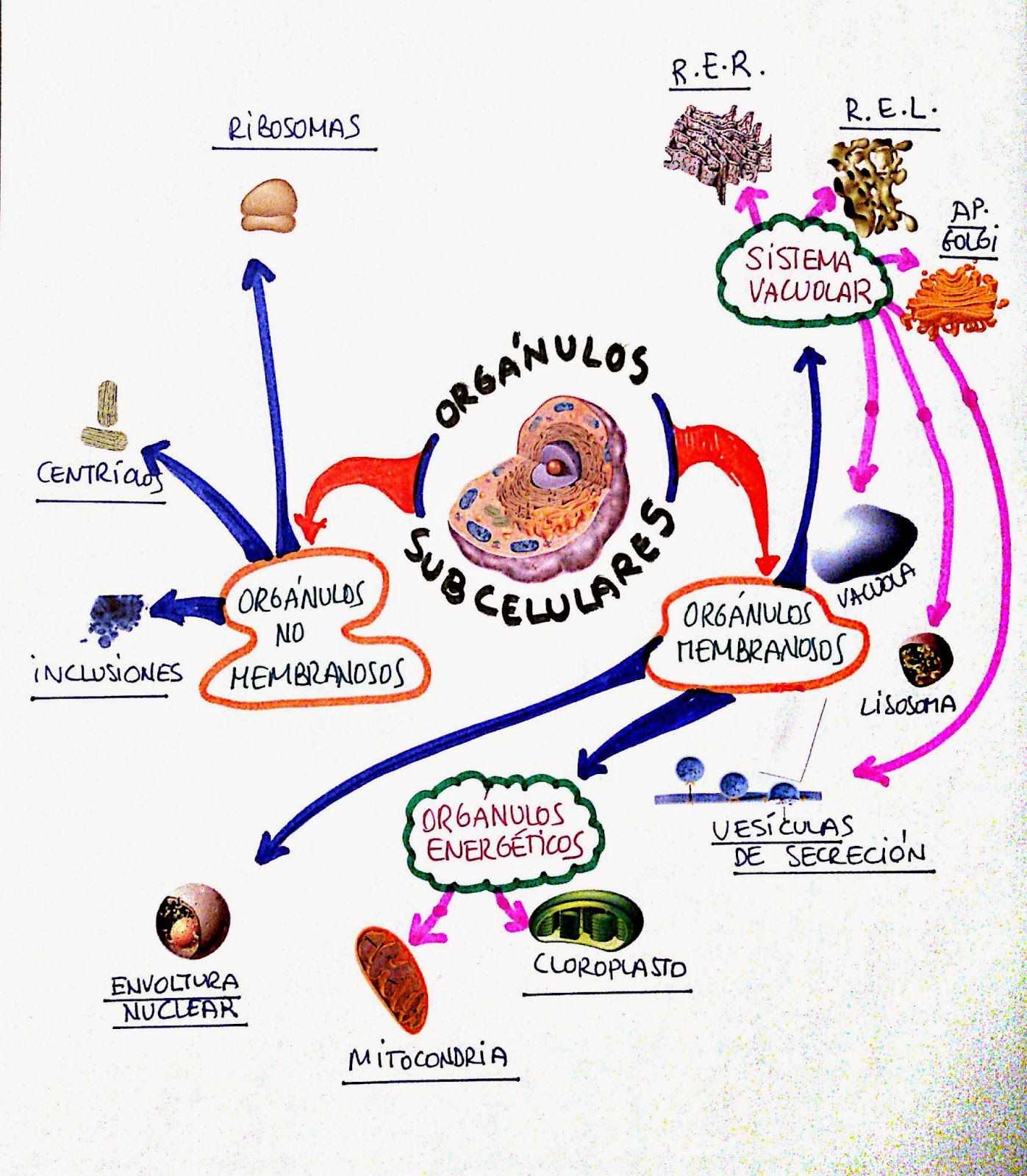 BIOLOGÍA y GEOLOGÍA 3º G ESO IES BARRIO LORANCA: ORGÁNULOS SUBCELULARES