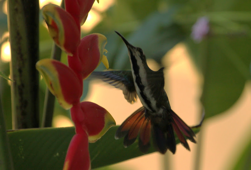 Nuestro bello mundo...: Colibri, Fotos tomadas en mi Jardin April 2012