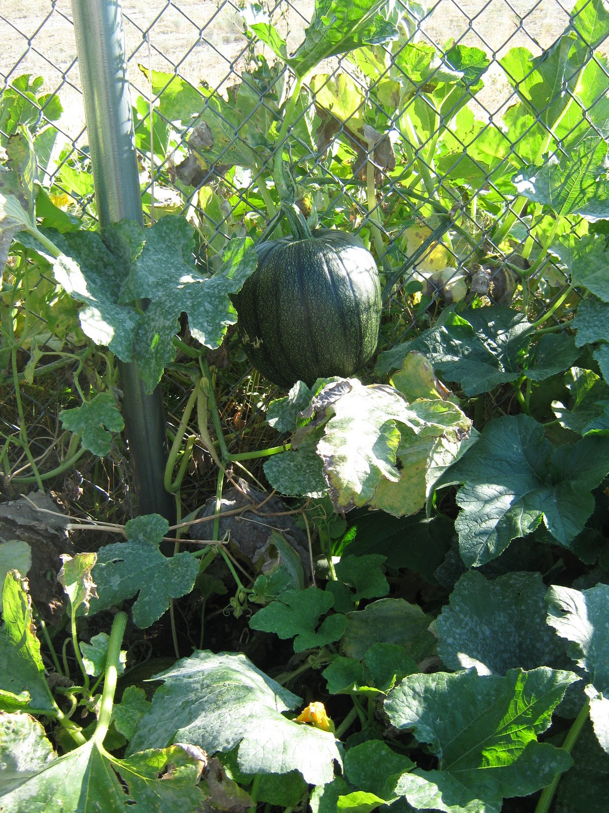 Cool Beans: The Climbing Pumpkin Vine