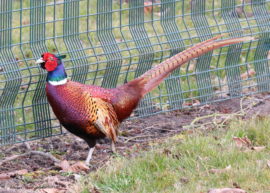 Tophill Low Nature Reserve: Weaseling out winter