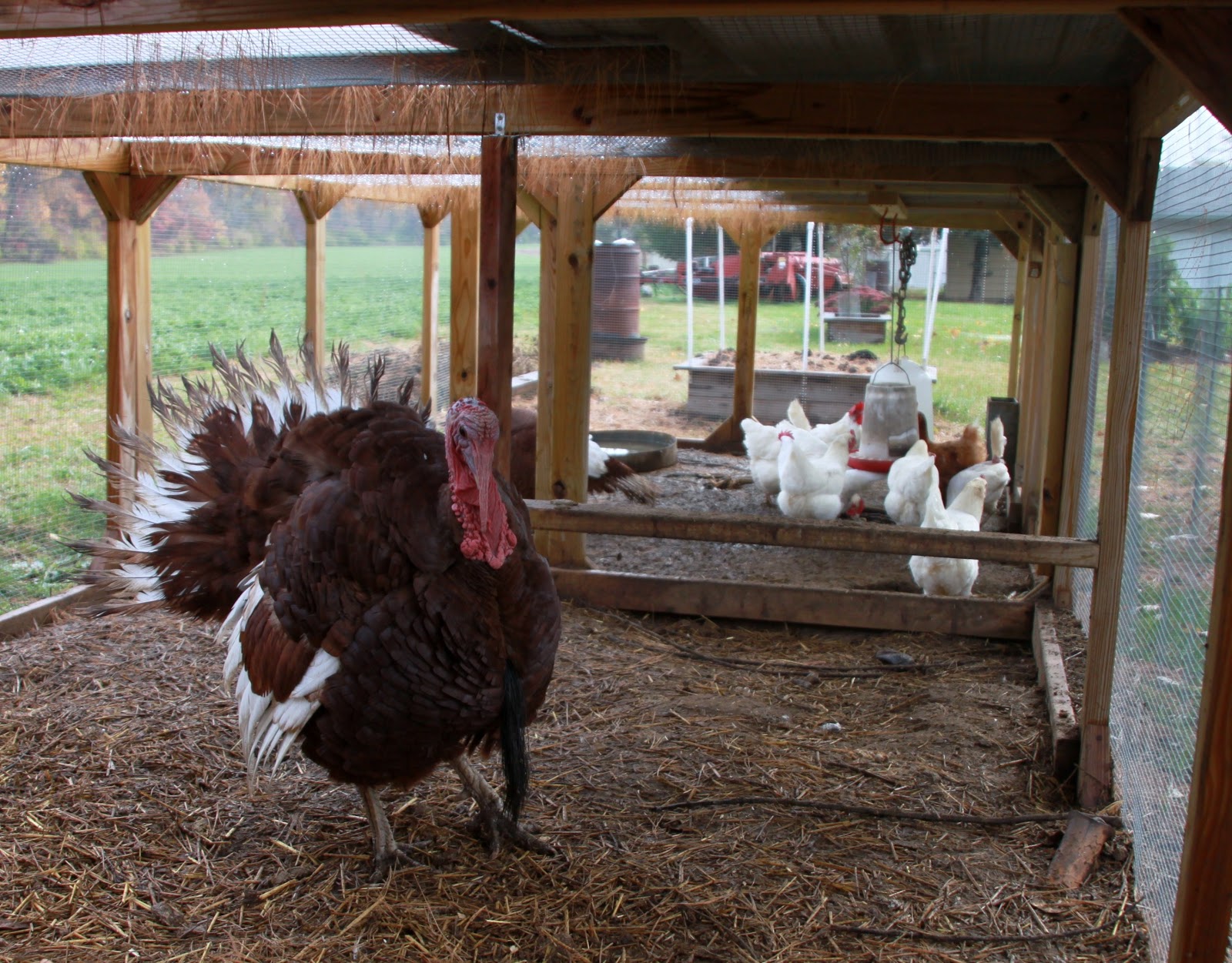 Retirement and Back to the Basics: Turkeys and 3 Brown Speckled Sussex Hens