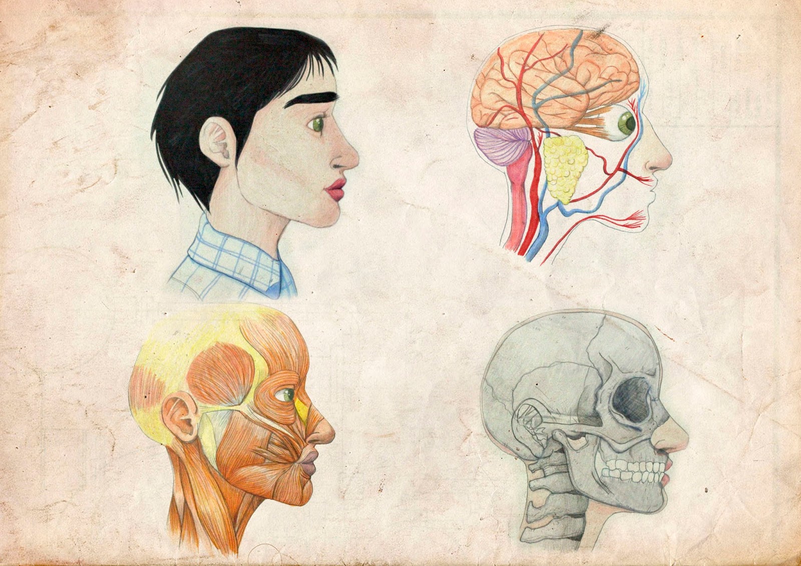 Anatomía cabeza humana - Estefani Bravo Morales