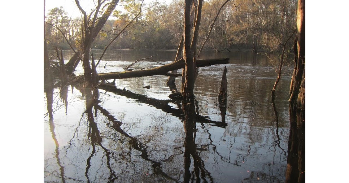 Wandering Environmentalist: The Deep South