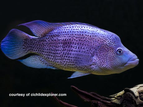 PESCA DE GUAPOTE Y OTROS PECES: INFORMACION Y TURISMO