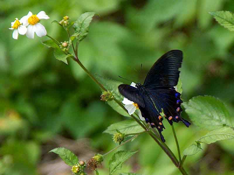 Ryukyu Life: Butterfly Photos: Possibly a Chinese Peacock (Papilio bianor)