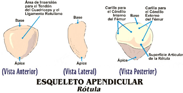 CUERPO EN FORMA: Descubre todo sobre la función de la rótula y sus ...
