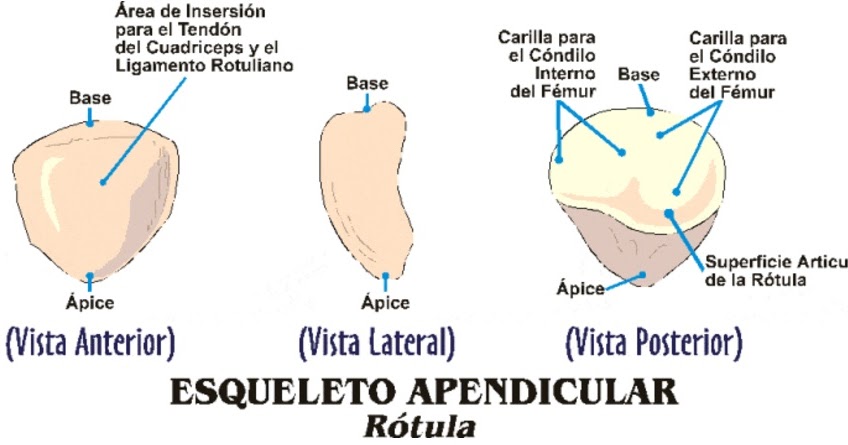 CUERPO EN FORMA: Descubre todo sobre la función de la rótula y sus ...