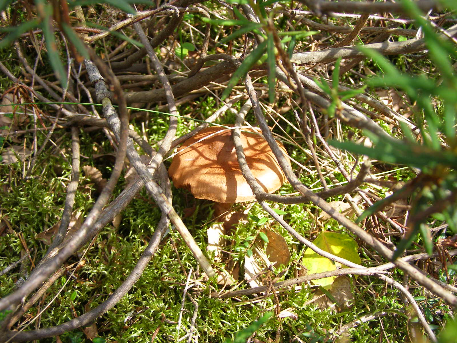 Uz Cenas tīreļa purva takas