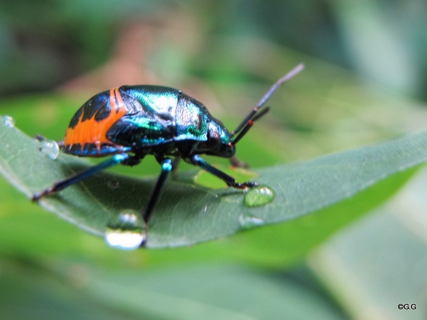 Nature Wonders Gershonized: Papua New Guinea collection of insects 9_2011