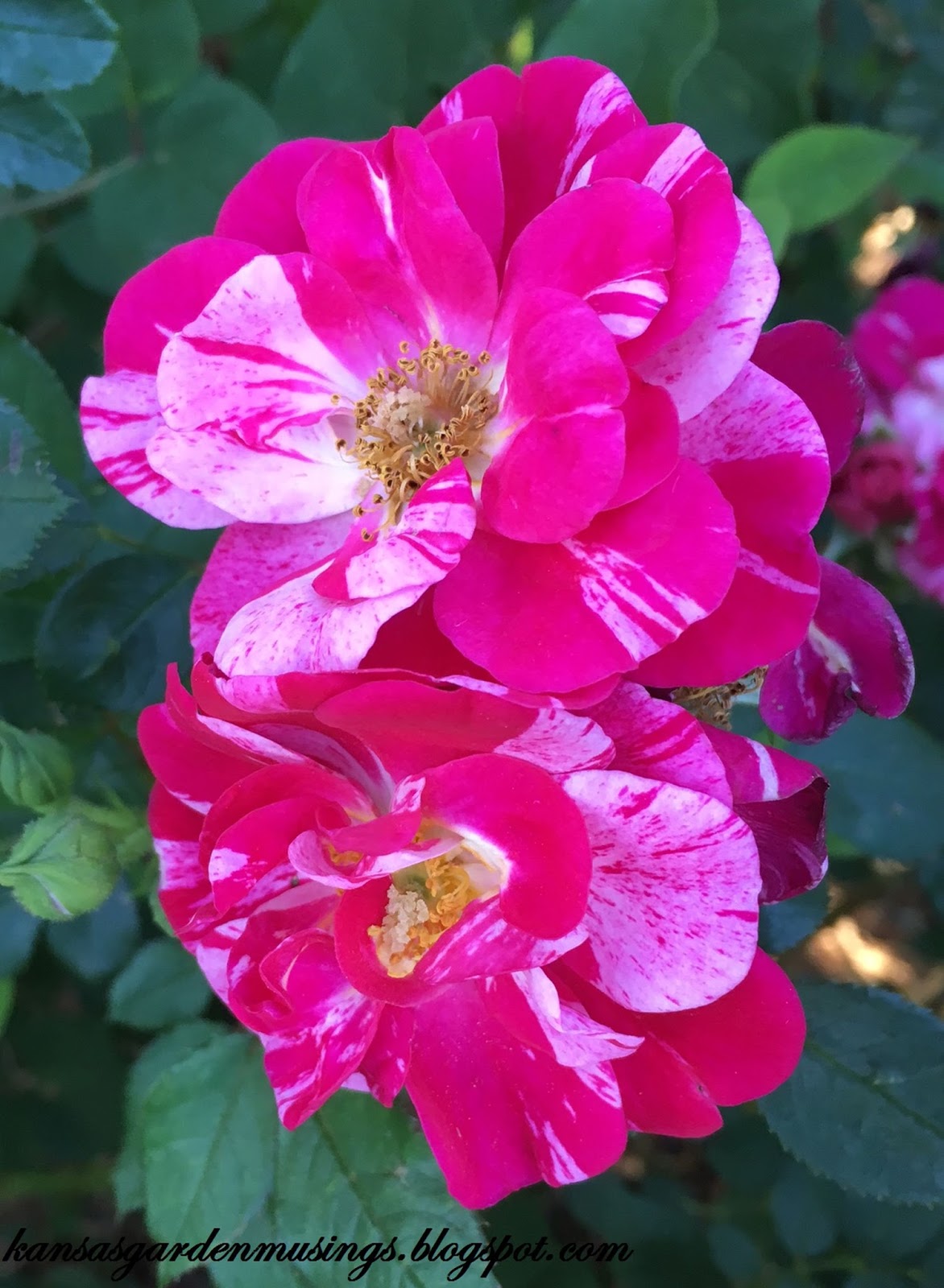 Garden Musings: Cheerful Christopher Columbus