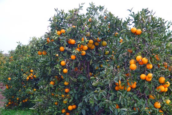 temas de biologia: SERES VIVOS PRODUCTORES DEFINICION