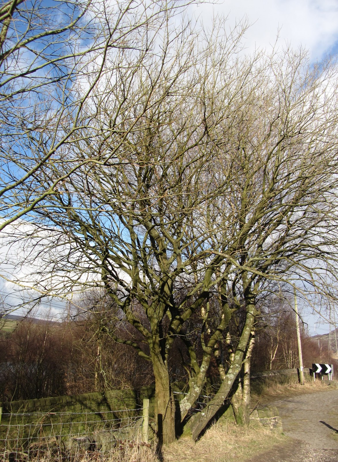 Salix caprea, Goat Willow