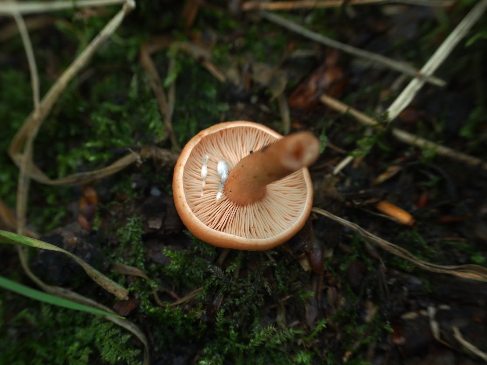 Calderdale Fungi - Halifax Scientific Society - Mycology Section ...