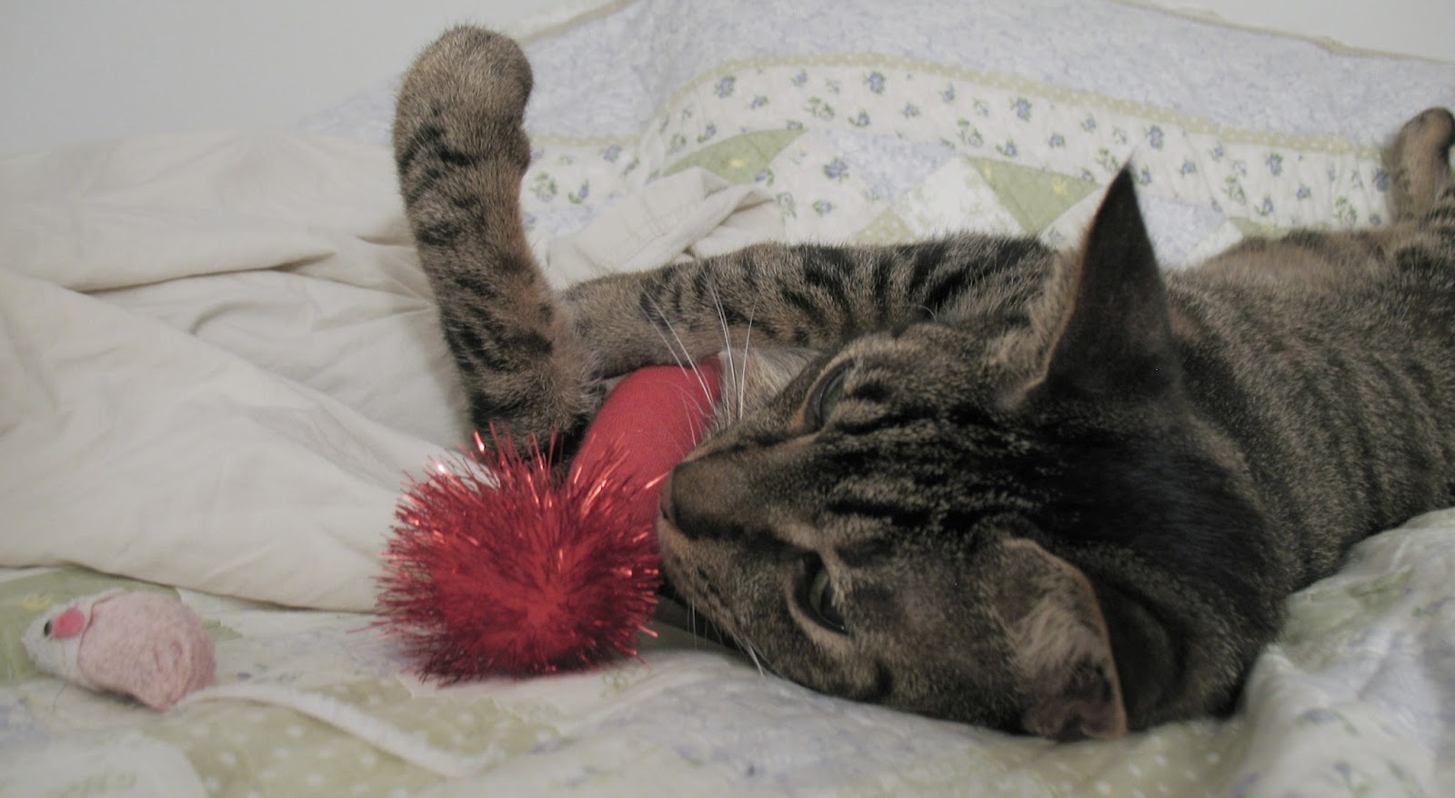 Bigger Band-aids - Momma Kat and Her Bear Cat