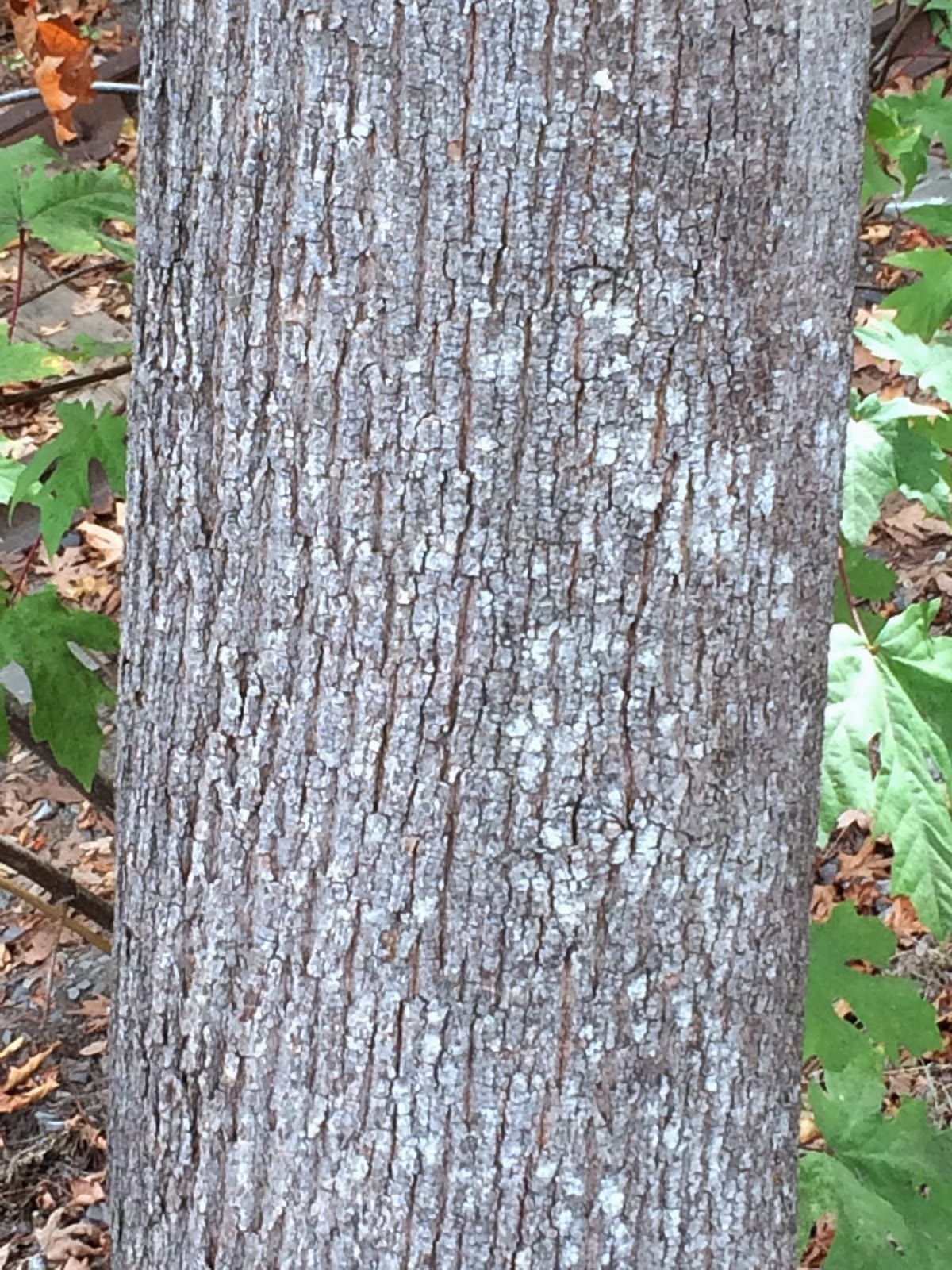 Trees of Santa Cruz County: Acer macrophyllum - Bigleaf Maple