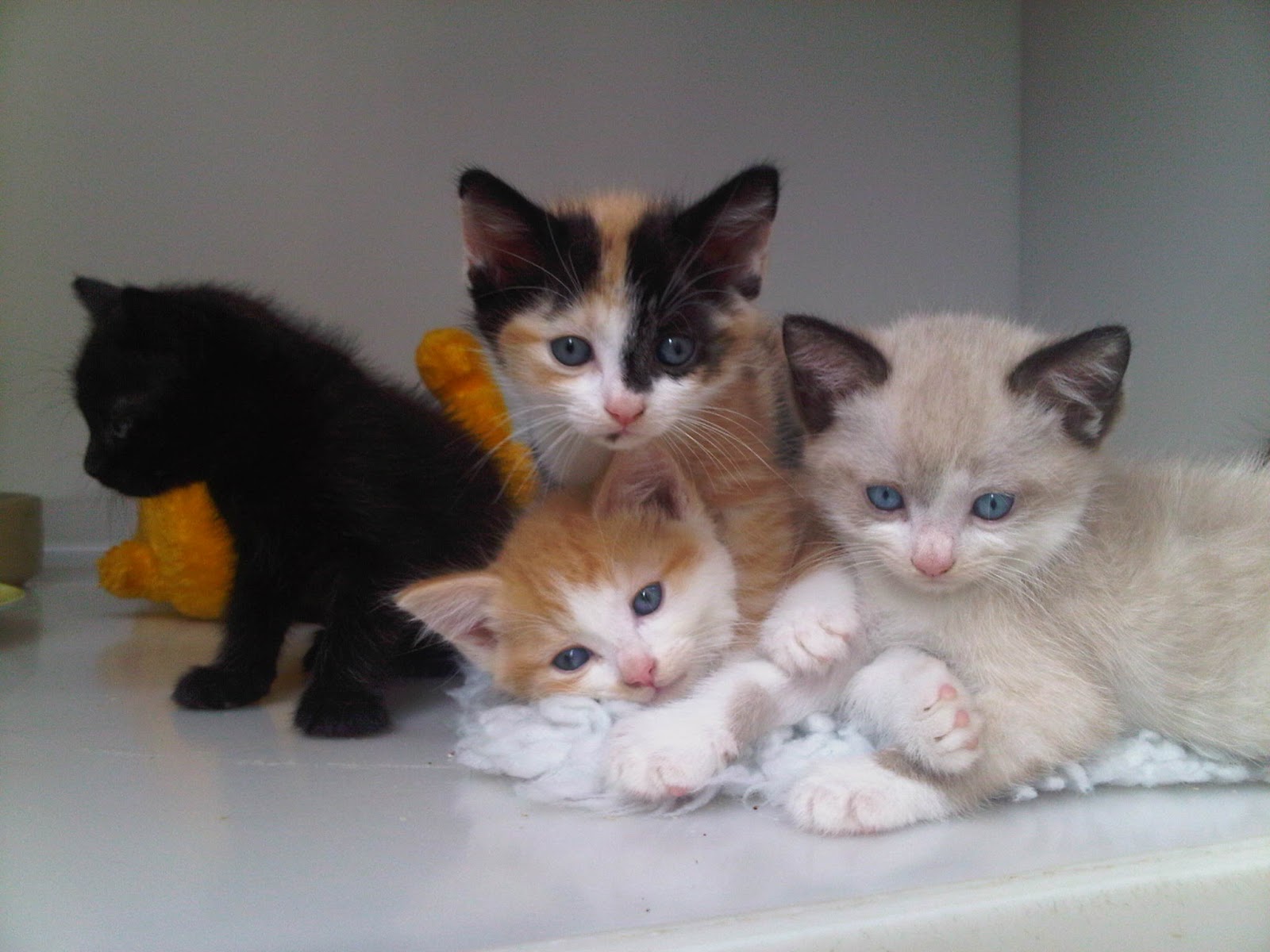 Cats Protection - Isle of Wight: Kitten update