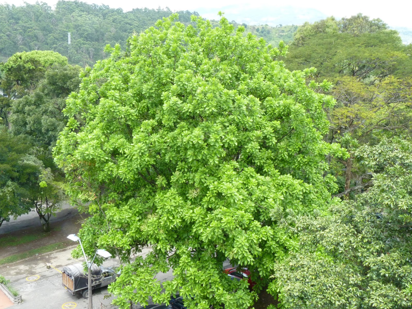 ARBORETUM: ÁRBOLES FANTÁSTICOS, el caracolí