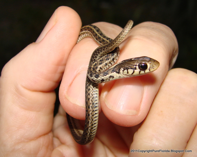 Baby Garden Snake