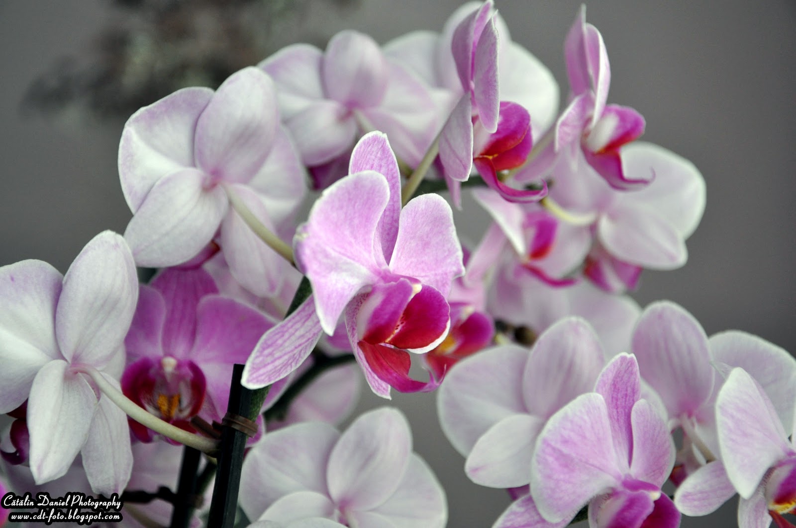 Catalin Daniel Toma Photography: Orhidee