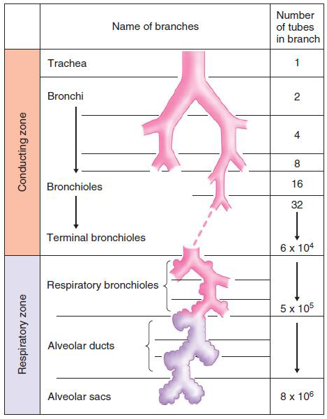 NOTA KEDOKTERAN: Sistem Respiratori dan Pengenalan Tentang Pneumotoraks