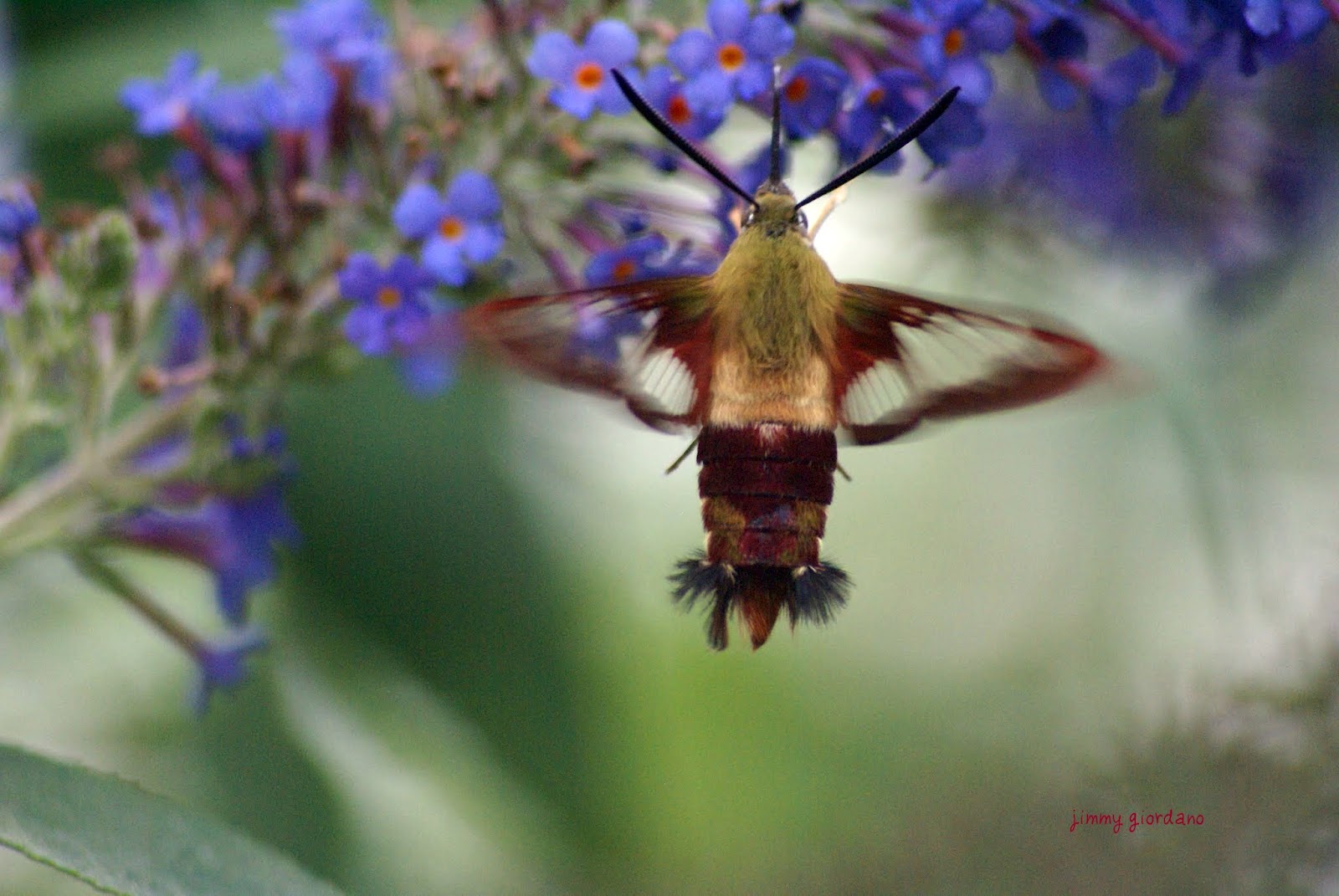...on the doorsteps: ...Hummingbird Moth