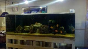 Giant Aquariums: Large Acrylic Aquarium Fish Tank - $1600 (3359 Fulton ...