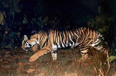 Animais exoticos ...LehxMtsS2: Tigre negro