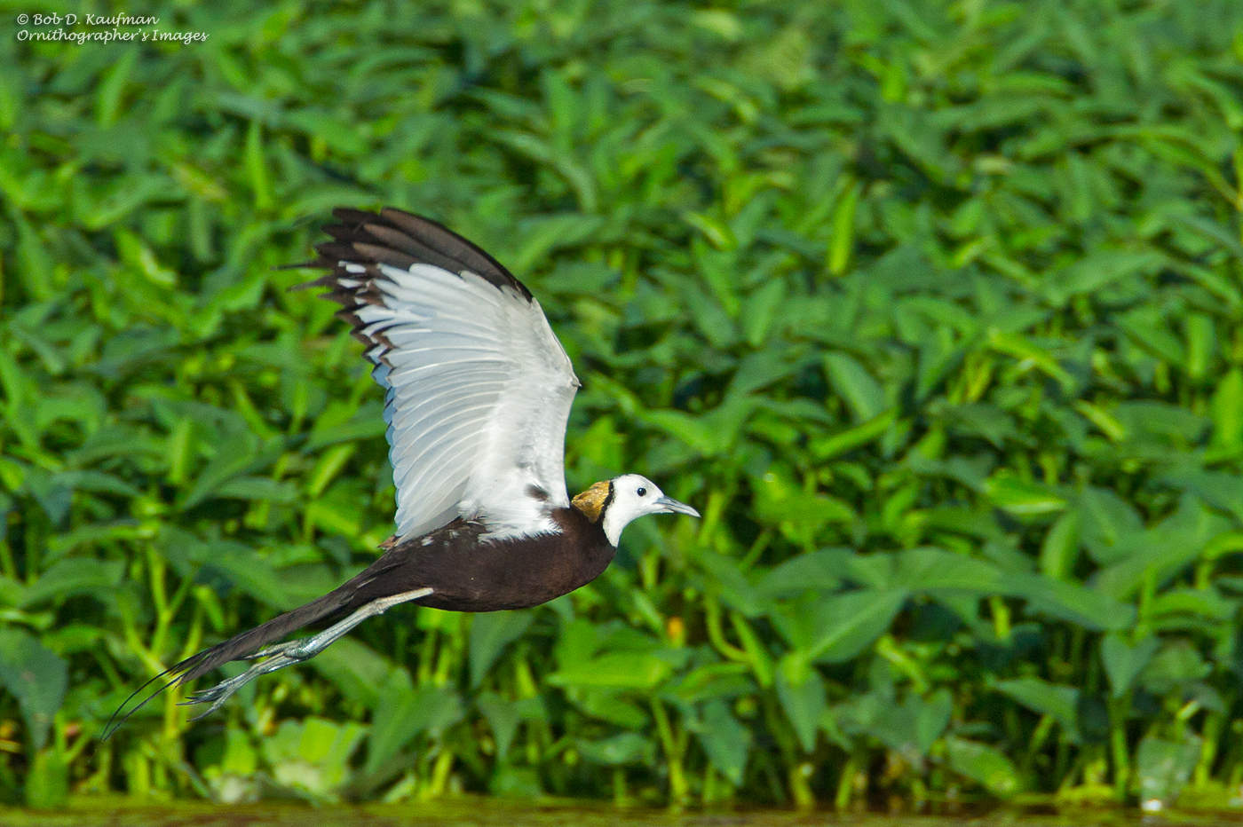 TWO BIRDERS TO GO: JIF