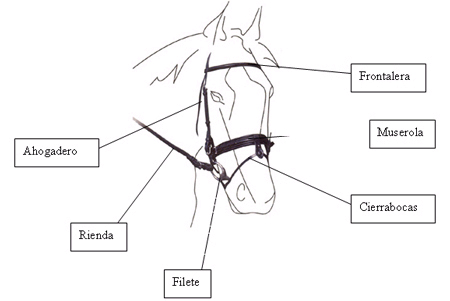 El mundo del caballo.: Accesorios para caballos