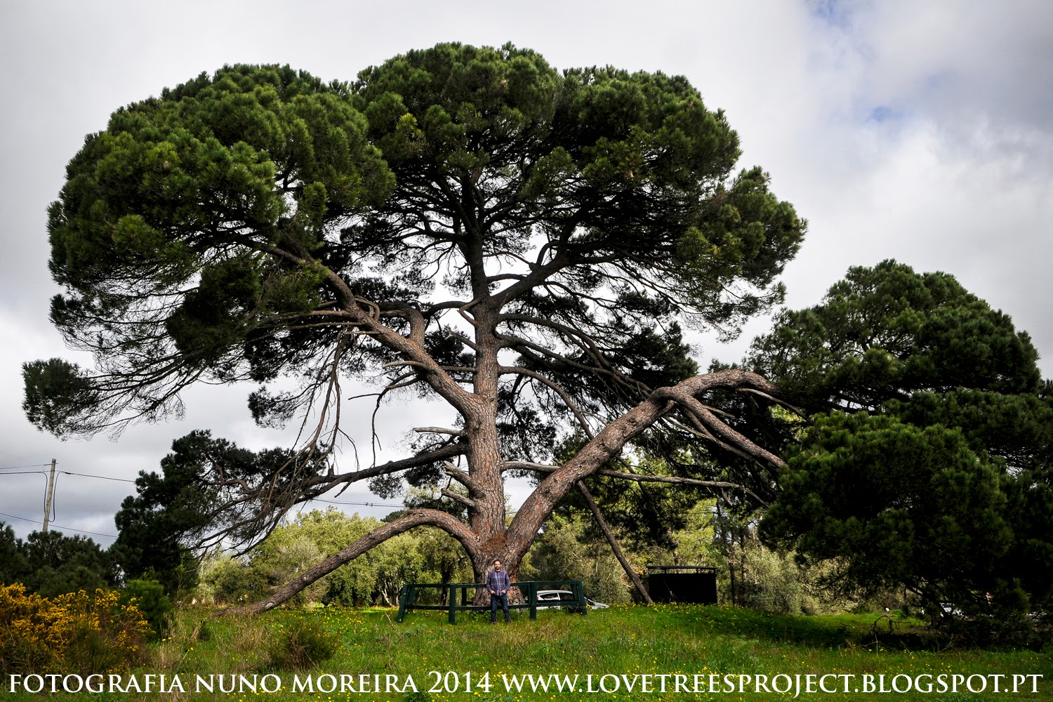 LoveTrees Project: Será este o maior Pinheiro-manso da Península de ...