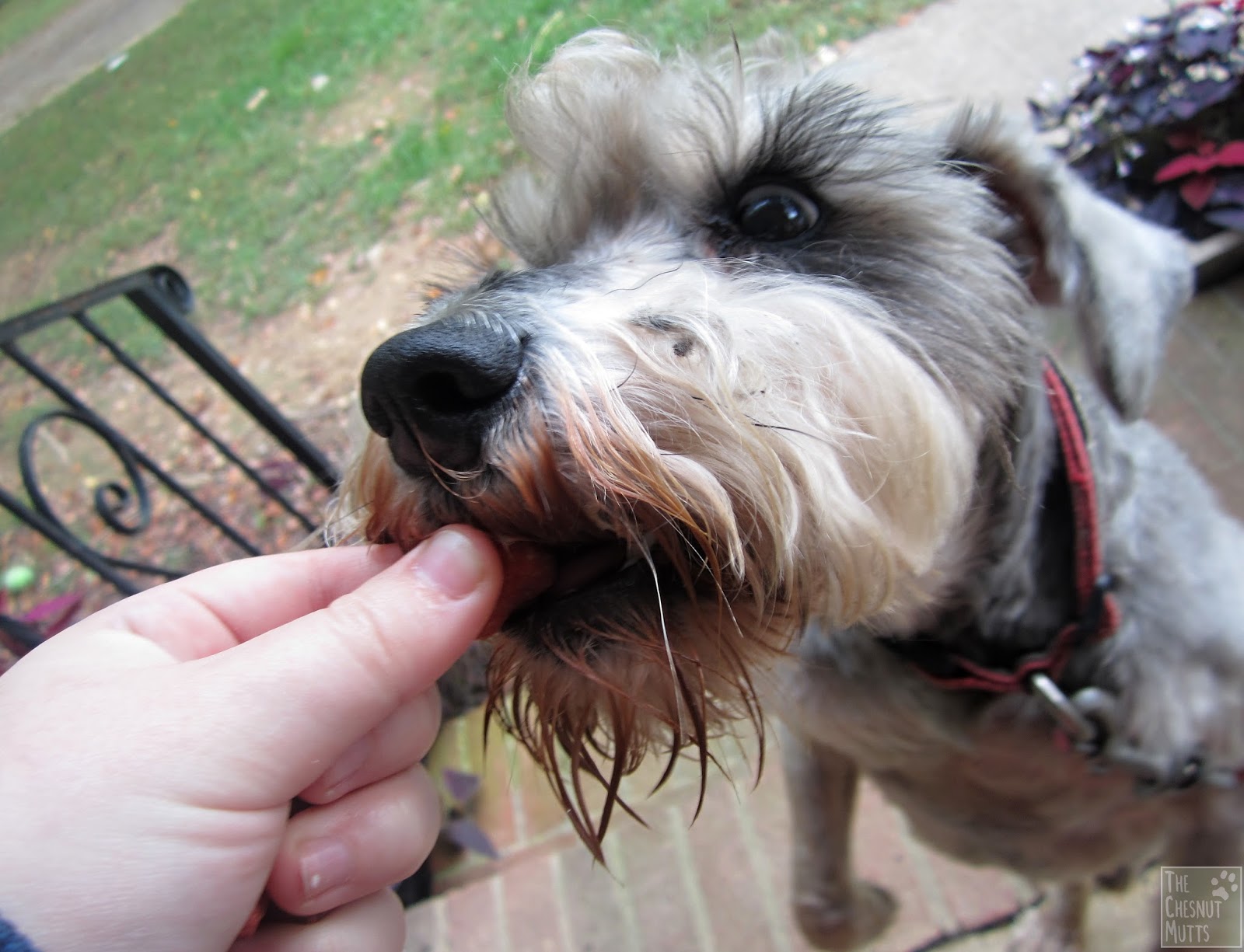 Review: Wellness TruFood Dry Dog Food & Treats | The Chesnut Mutts