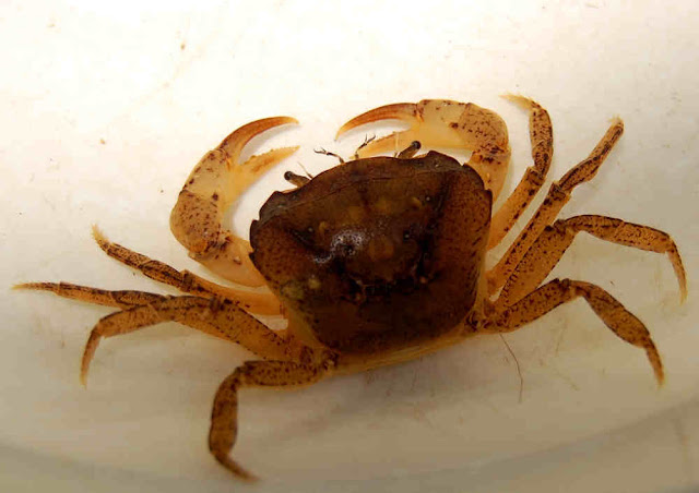 Mengenal Macam-macam Jenis Kepiting dan Cara Mudah Agar Kepiting Tidak ...