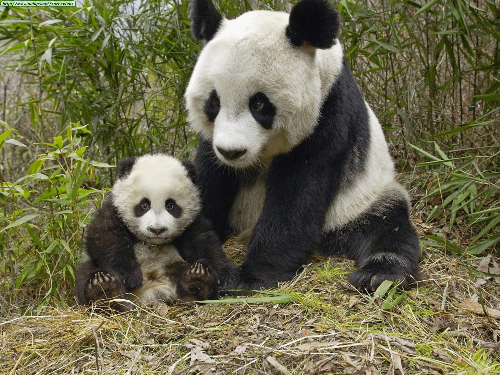 La biodiversidad en el oriente: Los pandas