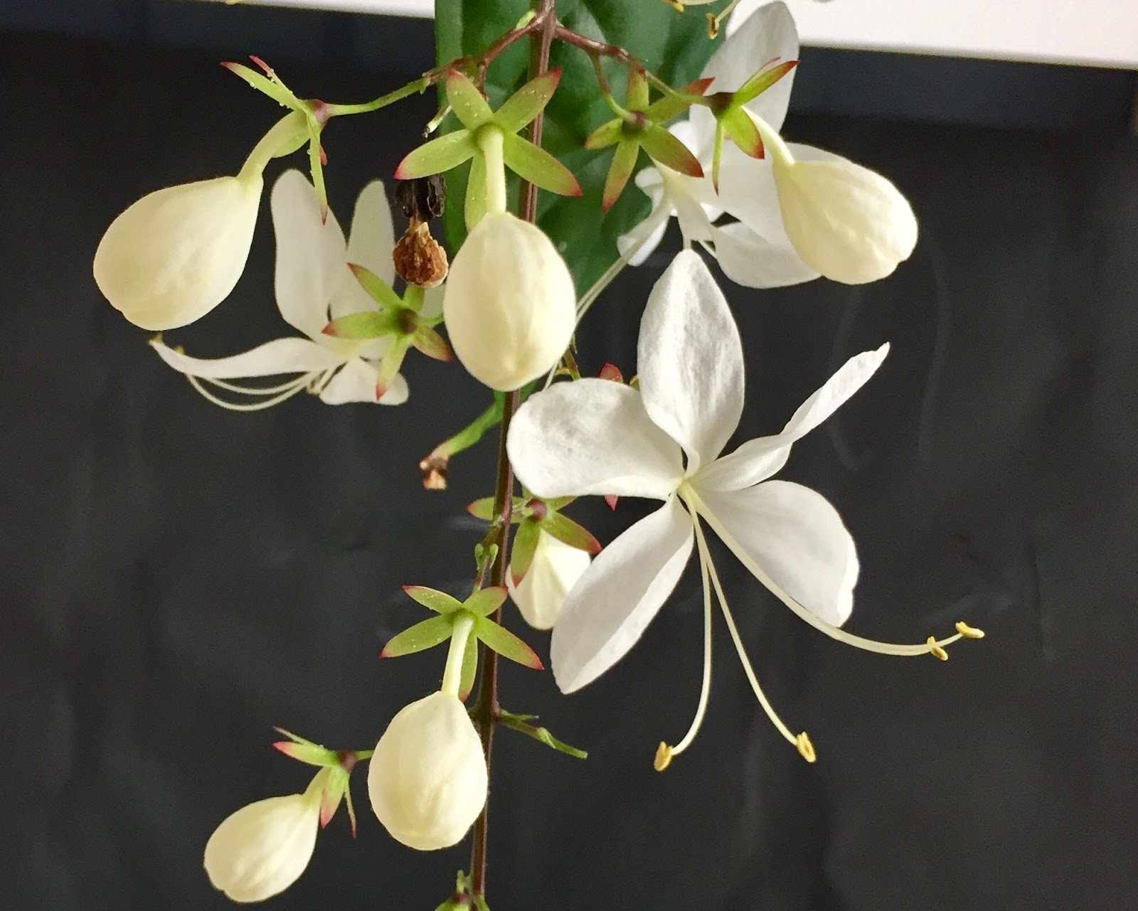 Red House Garden: Winter-blooming Chains of Glory a.k.a. the Lightbulb ...