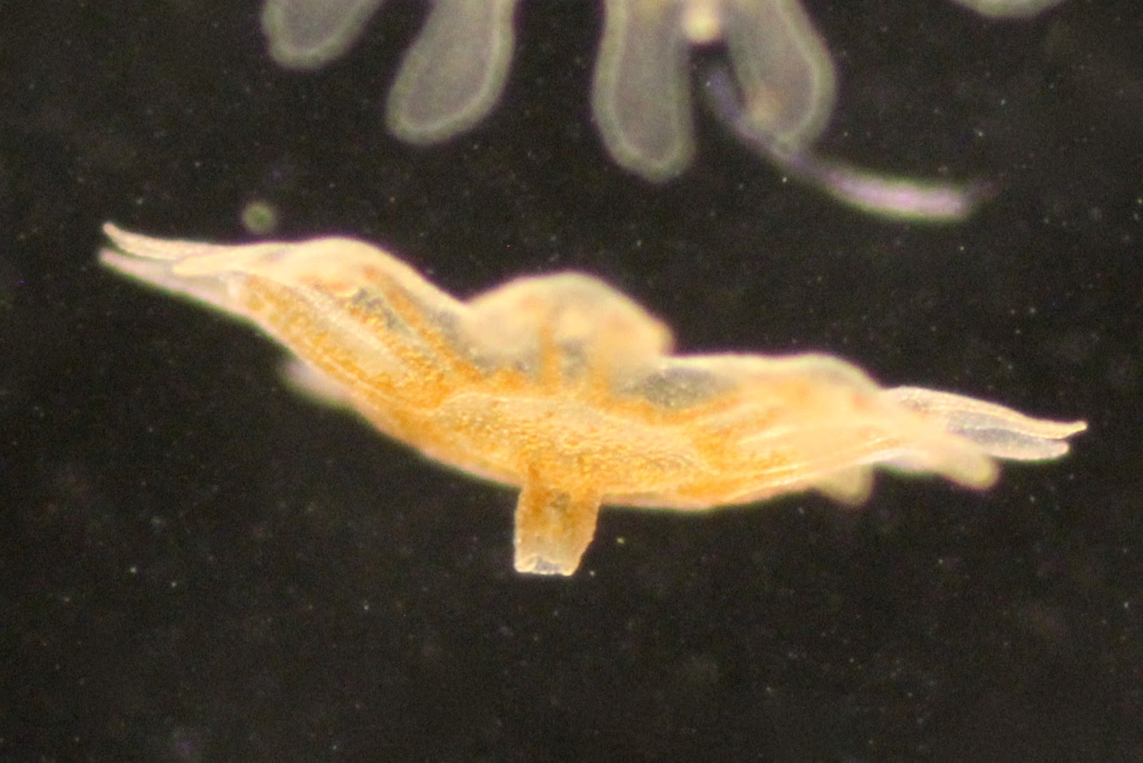 Developmental Biology in the Ocean 2013: Cephea cephea pt. 3